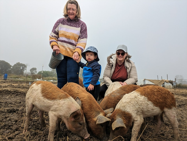 Fun informative pig day out | The Lockyer & Somerset Independent