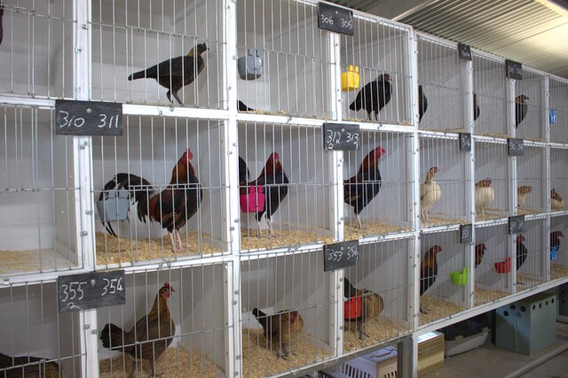 Lowood Show a unique spectacle | The Lockyer & Somerset Independent